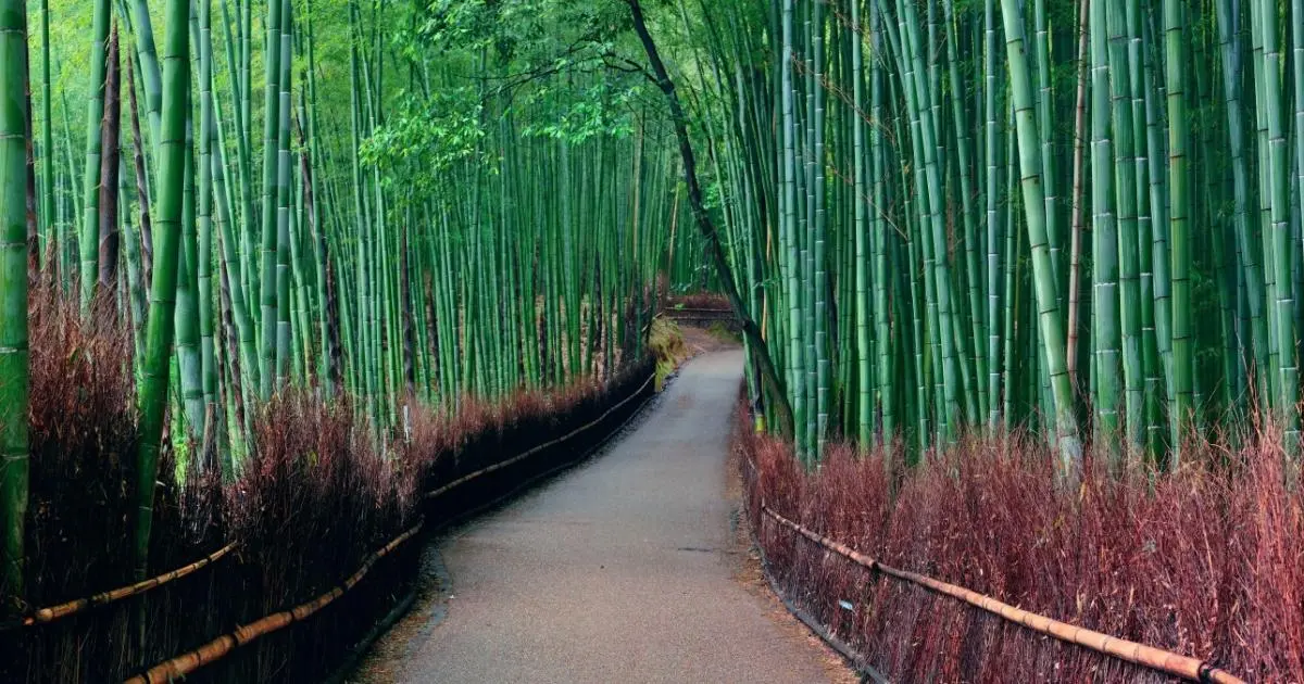 Arashiyama แนะนำพื้นที่: สิ่งที่ควรทำใน Arashiyama, เกียวโต - Japan Travel