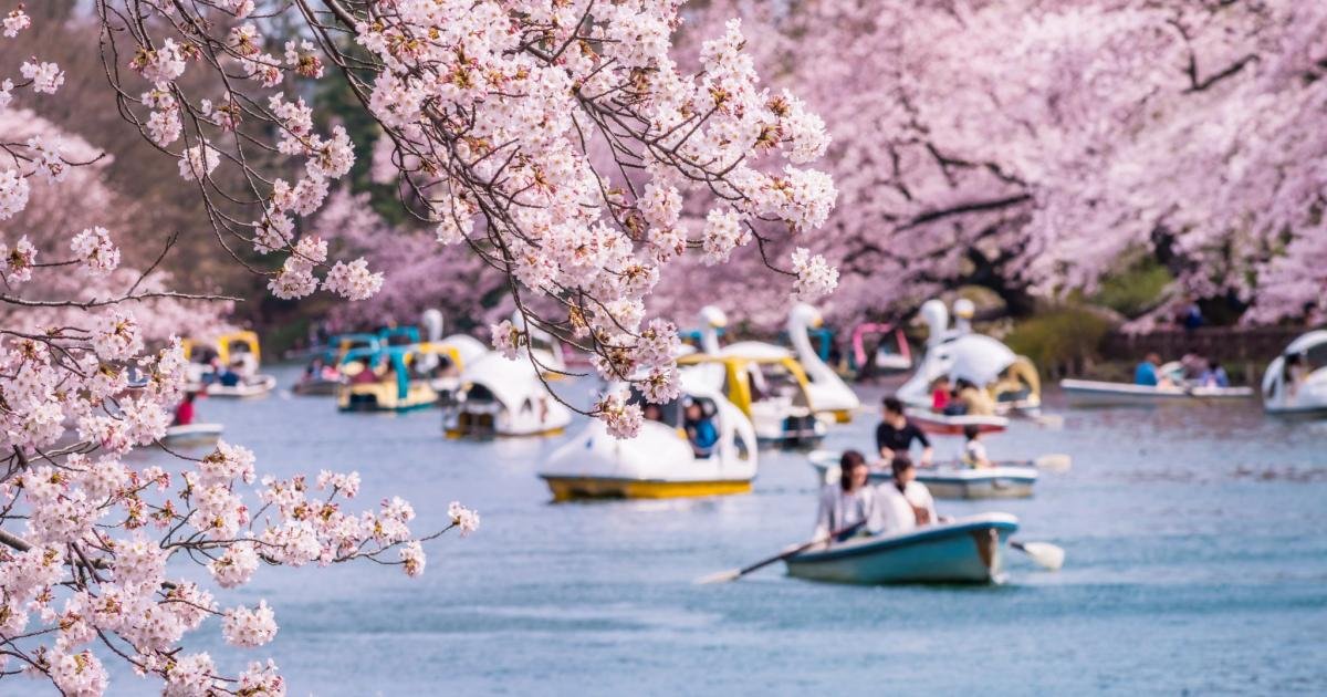 Best Places to See Cherry Blossoms in Japan (2026) - Japan Travel