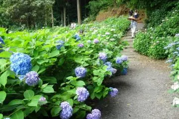 9 Places to Visit in Japan This June - Japan Travel